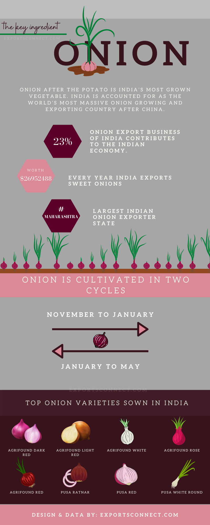 Top Onion Exporters From India 2024 | Exports Connect